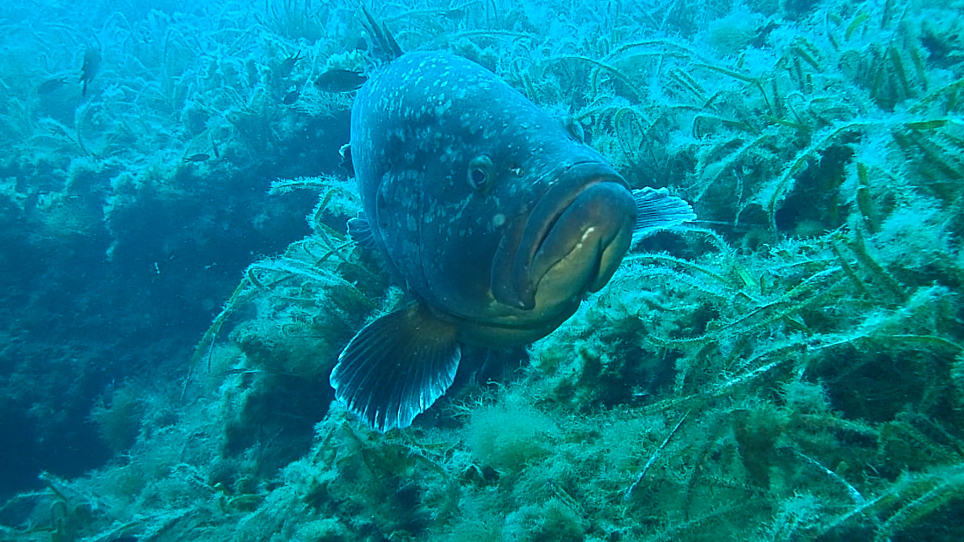 Diving with groupers: Spain